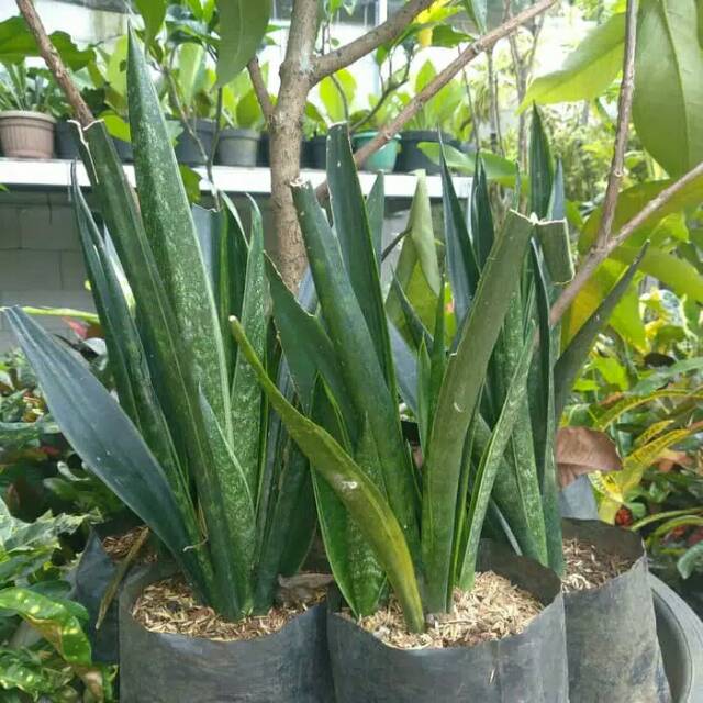 Jual Tanaman hias sansevieria - cylindrica - sansevera - sansivera ...