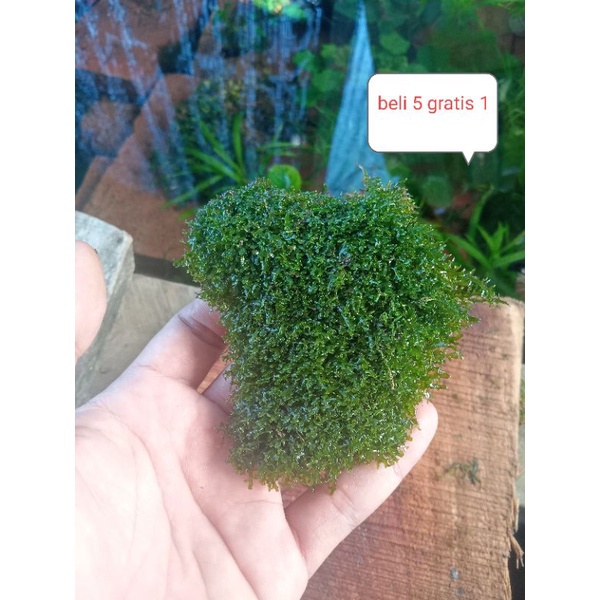Jual Ricardia mini moss (beli 5 gratis 1) | Shopee Indonesia
