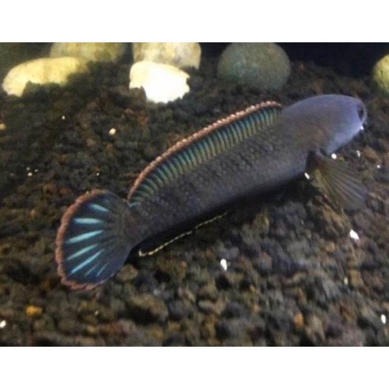 Jual Channa limbata 15cm rim tebal ||free sterofoam packing | Shopee ...