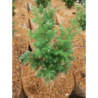 Jual Tanaman Hias Cemara Embun/Cmara Salju 2Varian Ukuran | Shopee ...