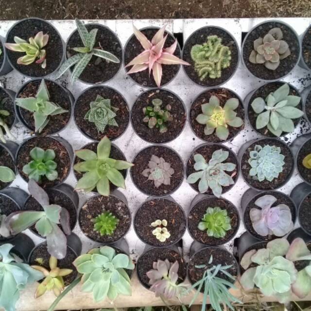 Jual Skulen Mini Indonesia|Shopee Indonesia