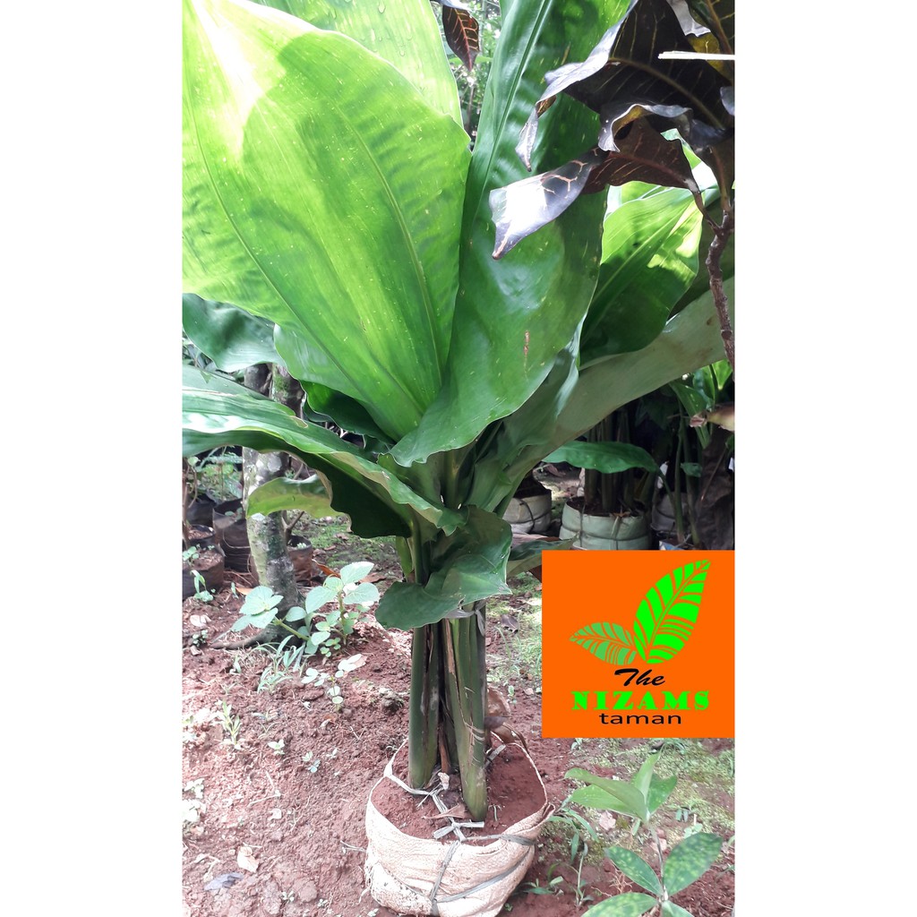 Jual Tanaman Hias Tropis Cyclanthus Bipartitus - Pohon Balai Sidang ...