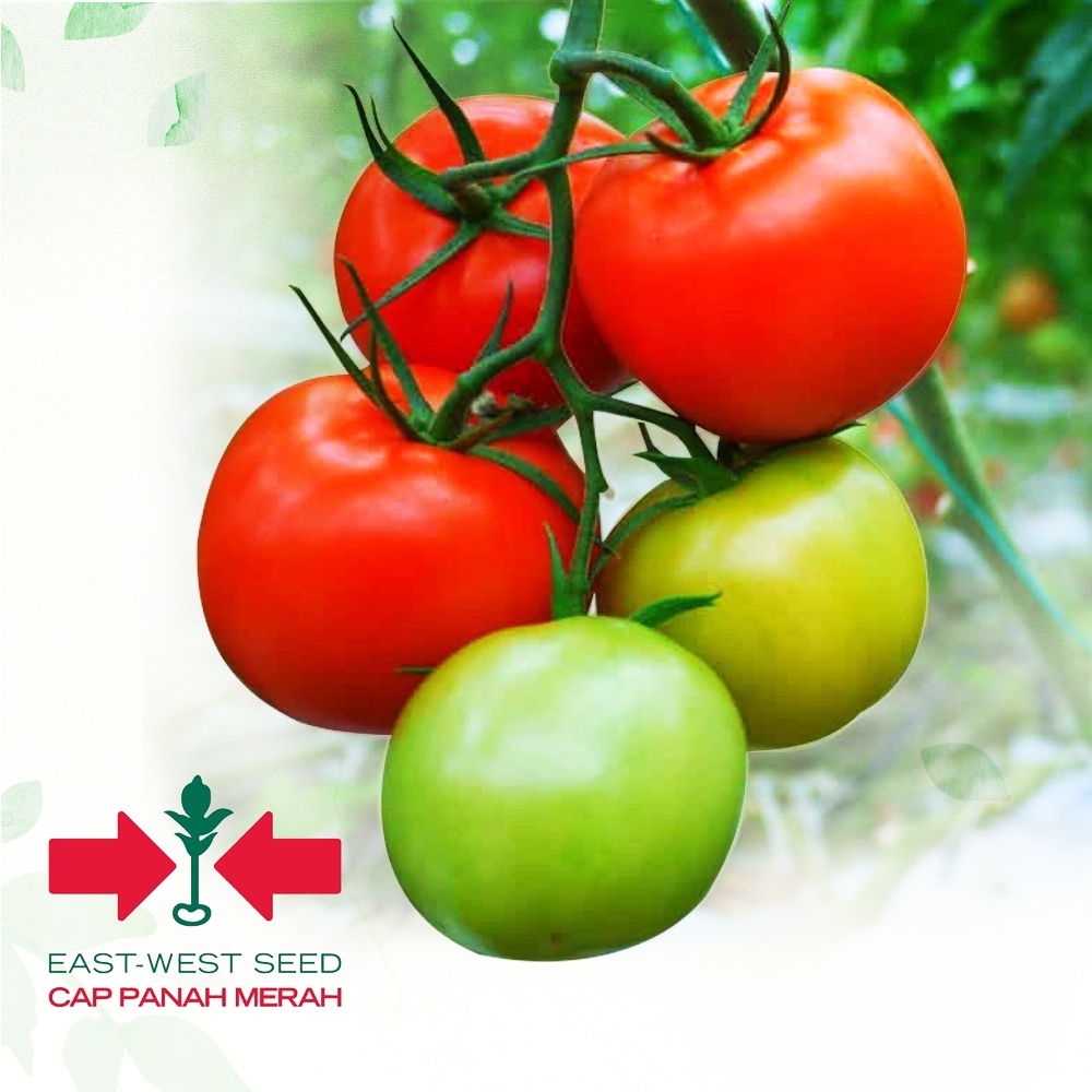 Jual Bibit Tomat Servo F1 Panah Merah Repack 20 Benih Dijamin Tumbuh ...