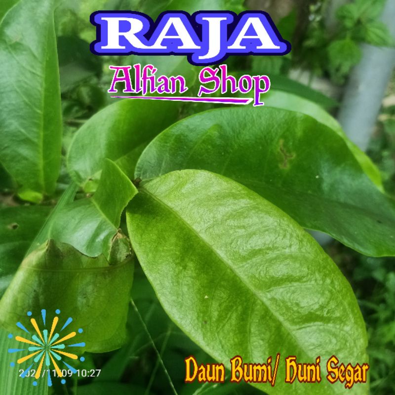 Jual Daun Buni Atau Huni Segar Per 100 Gram | Shopee Indonesia