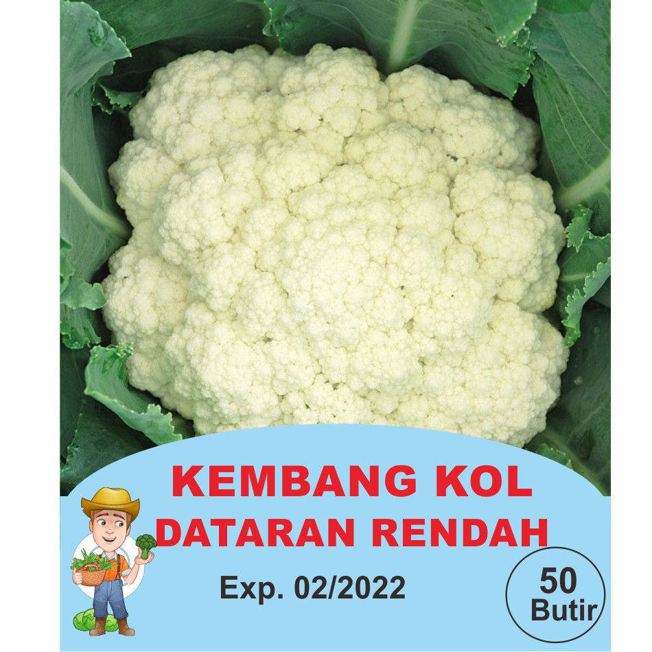Jual Benih Biji Bibit Sayuran/Sayur Kembang/Bunga Kol Dataran Rendah ...