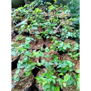 Jual Tanaman dolar pohon dolar kecil tanaman rambat pagar Produk Baru ...