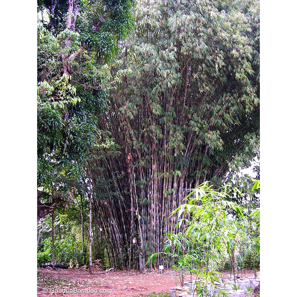 Jual Bibit bambu apus / bambu tali / Gigantochloa apus / bambu kultur ...