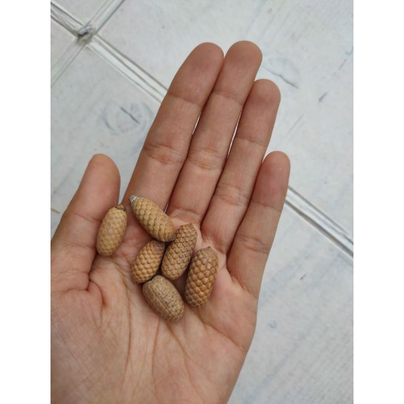 Jual Biji rotan Bulat + Lonjong 10 pcs Indonesia|Shopee Indonesia