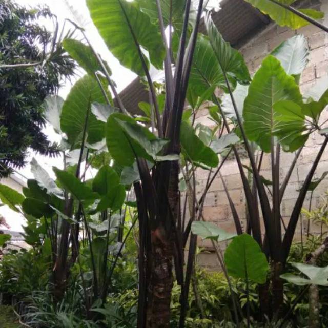 Jual Bibit tanaman hias sente hitam - sente hitam | Shopee Indonesia
