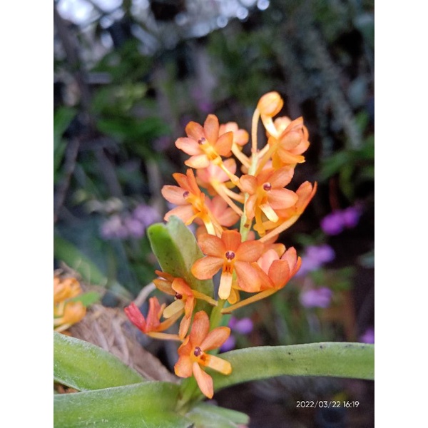 Jual Vanda mini/ Ascocentrum miniatum (anggrek kebutan) | Shopee Indonesia