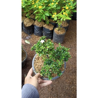 Jual Bonsai Mirten (Sudah Jadi) | Bonsai Melati Jepang | Bonsai Hingkip ...
