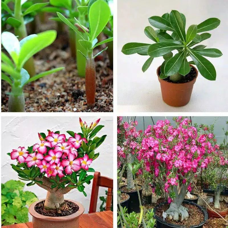 Jual biji bunga kamboja jepang ( adenium obesum ) | Shopee Indonesia