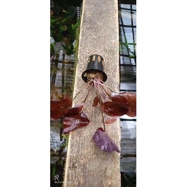 Jual tiger reed lotus tanaman aquascape/aquarium | Shopee Indonesia