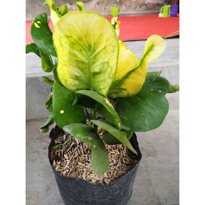 Tanaman hias puring apel andromeda kuning/puring telur | Shopee Indonesia