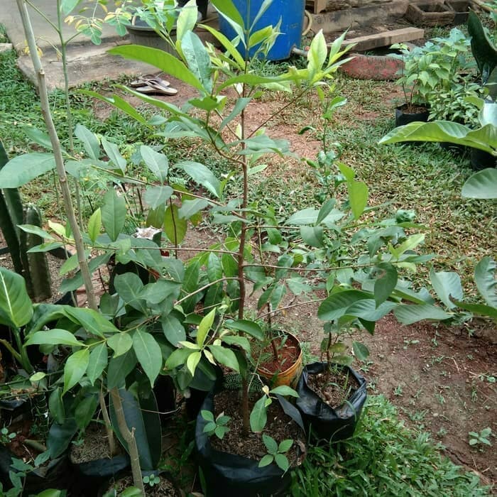 Jual Pohon salam tanaman daun salam | Shopee Indonesia