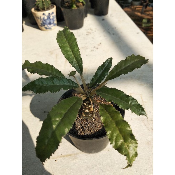 Jual Kaktus mini | kaktus Dorstenia Crispa | | Shopee Indonesia