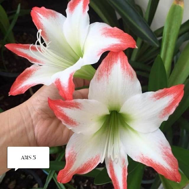 Jual Tanaman Hias Amarylis Bakung Amarylis - Bunga Amarylis kode : AMS ...