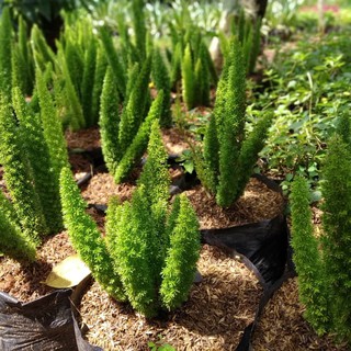 Jual Tanaman Pakis Ekor Tupai, Asparagus Densiflorus Myersi | Shopee ...