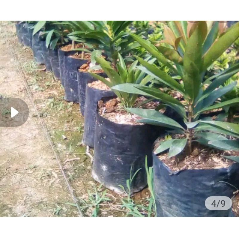 Jual Lempeni tanaman herbal | Shopee Indonesia