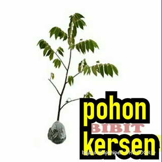Jual Bibit pohon kersen 1 meter | pohon seri | pohon talok | Shopee ...
