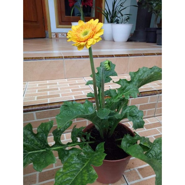 Jual BIBIT BUNGA GARBERA | Shopee Indonesia