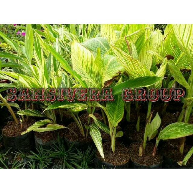 Jual Tanaman Bunga Kana Varigata/ Kanna Variageta | Shopee Indonesia