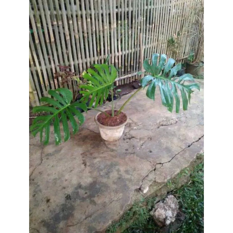 Jual Tanaman hias monstera king - monstera king siap pajang | Shopee ...