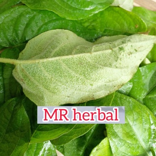 Jual Daun sembukan atau daun simbukan atau daun kentut segar per 150 ...