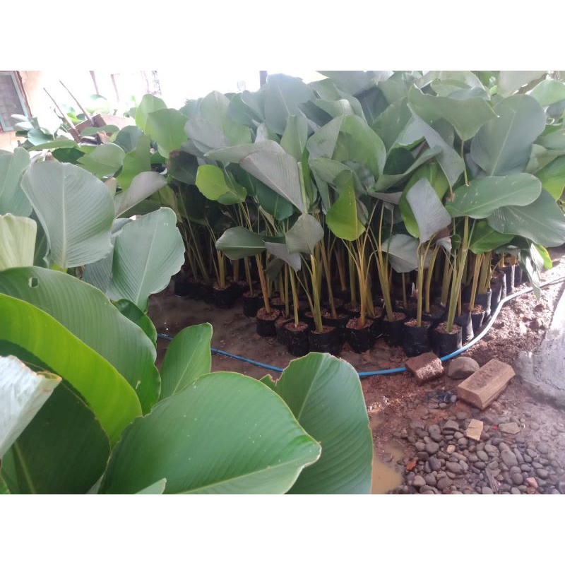 Jual Calathea Lutea/Pisang-pisangan Tanaman Hias Outdoor Indoor ...