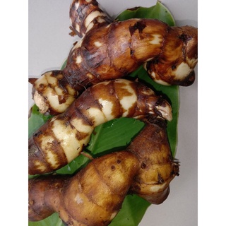 Jual Jual Ubi Ganyol Atau Ubi Ganyong Putih Per 2kg | Shopee Indonesia
