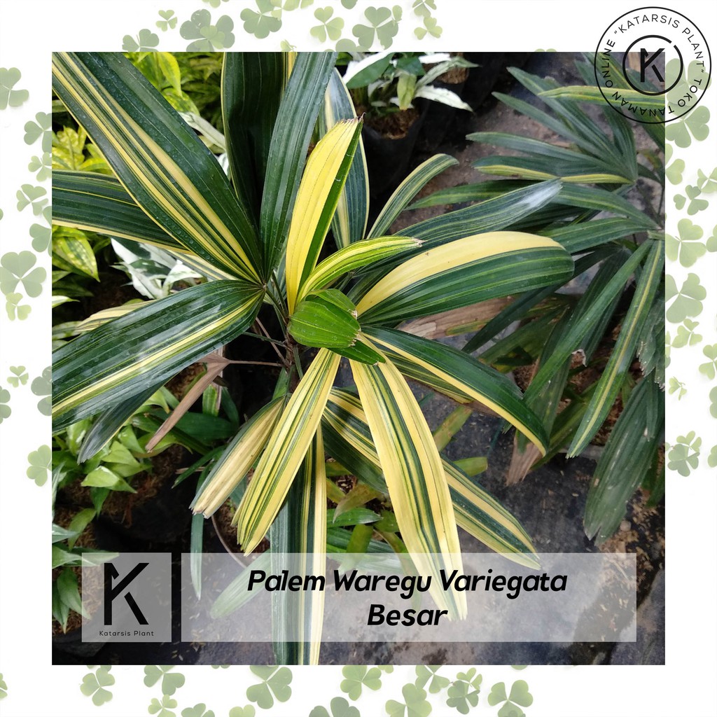 Jual Katarsis Plant | Tanaman Hias Palem Waregu Variegata Besar Cocok ...