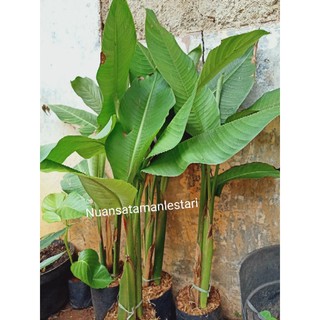 Jual Tanaman pisang karibay/pohon pisang karibai | Shopee Indonesia