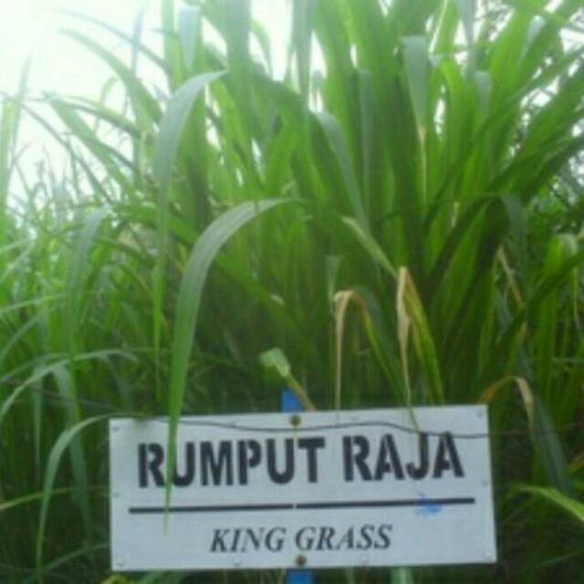 Jual Promo 1000 batang rumput raja / gajah super | Shopee Indonesia
