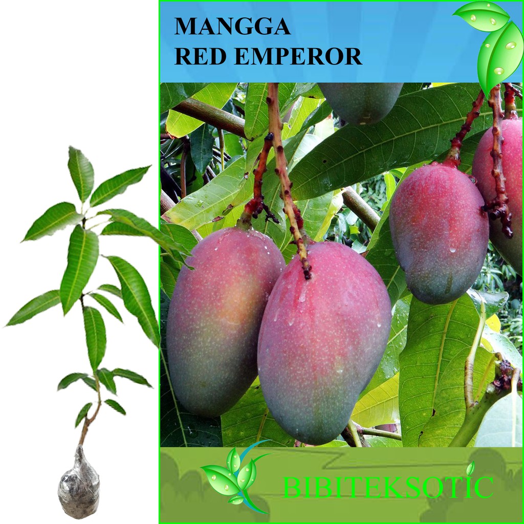 Jual Tanaman Mangga Red Emperor (Tinggi 40-60 cm) | Shopee Indonesia