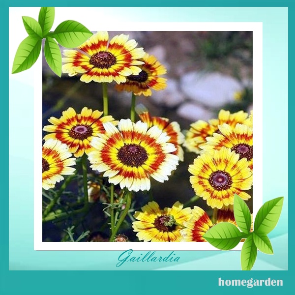 Jual 1 pack Bibit Bunga Gaillardia Benih Tanaman Bunga Bibit Tanaman ...