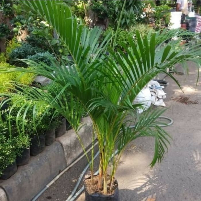 Jual tanaman hias palem kuning indoor - tinggi 1 meter | Shopee Indonesia