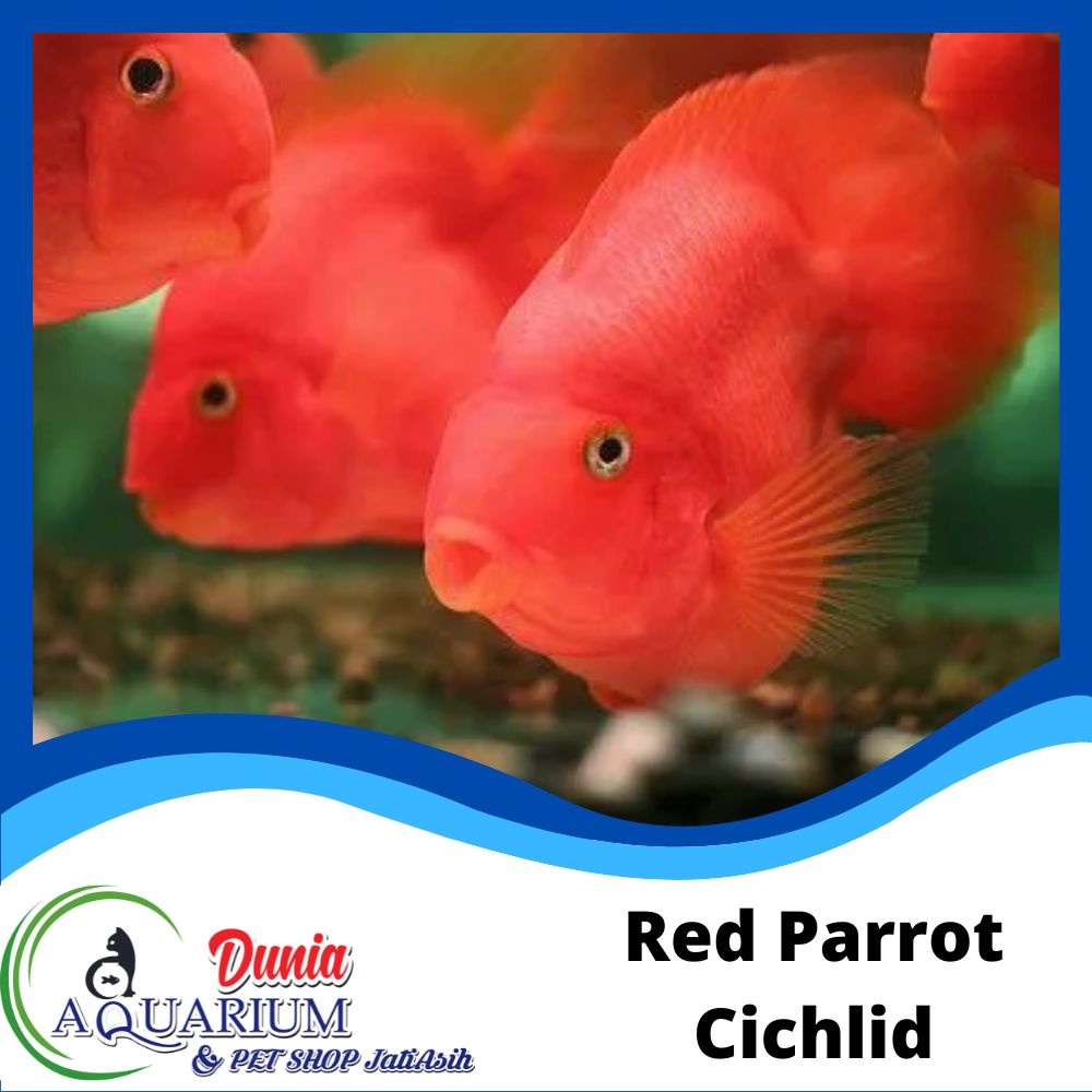 Jual Ikan Hias Red Blood Parrot Cichlid Kakatua Fish | Shopee Indonesia