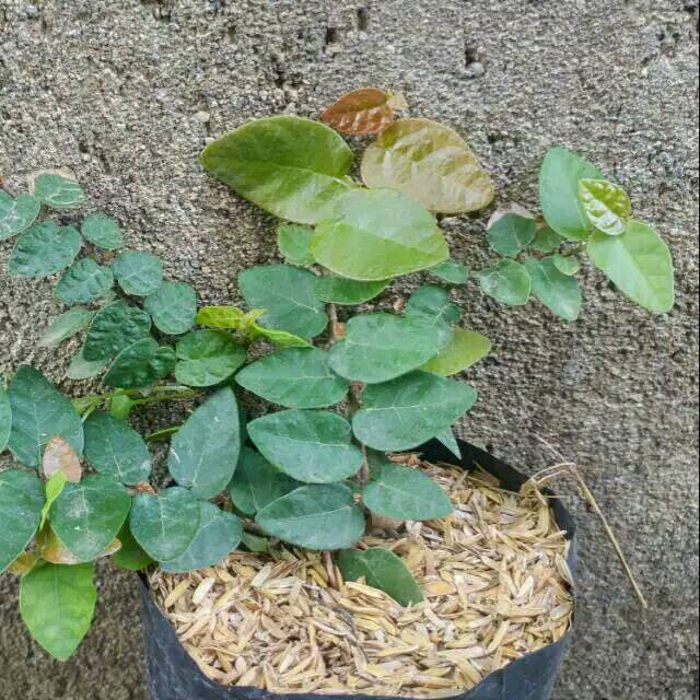 Jual Tanaman hias creeping ficus dollar rambat mini tanaman merambat di ...
