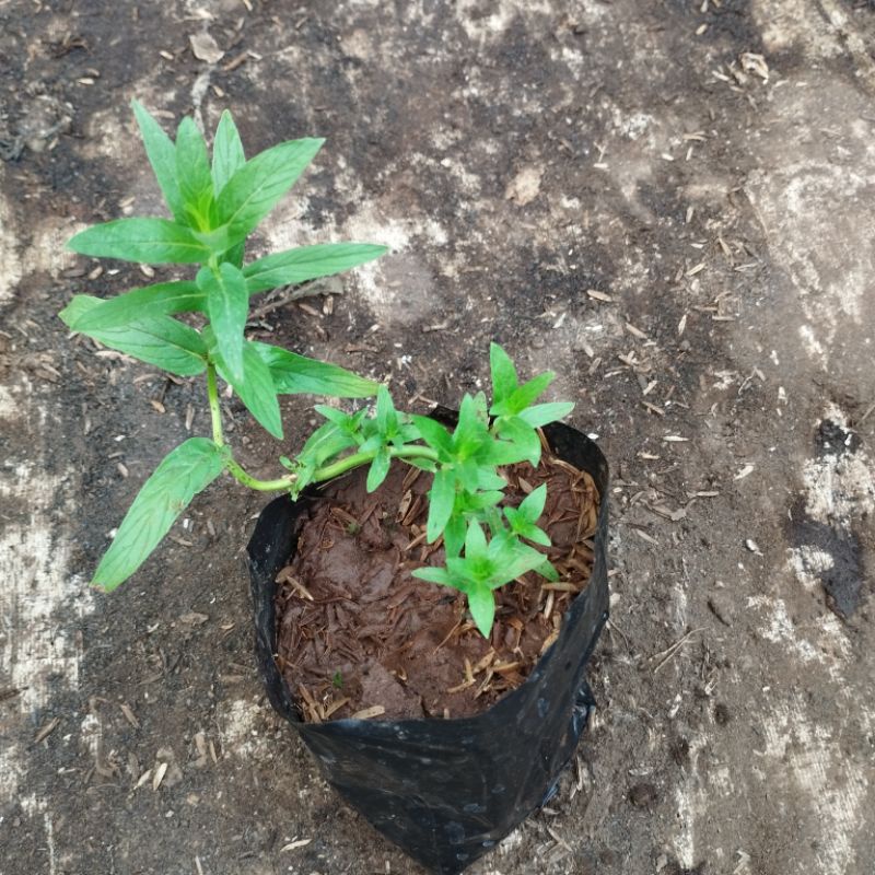 Jual BIBIT MINT, DAUN MINT, TANAMAN DESERT MINT | Shopee Indonesia