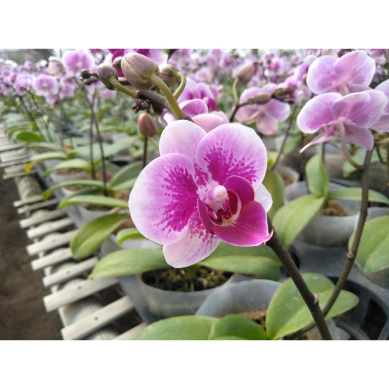 Jual anggrek bulan grade B pink bintik ungu phalaenopsis hybrid bunga ...