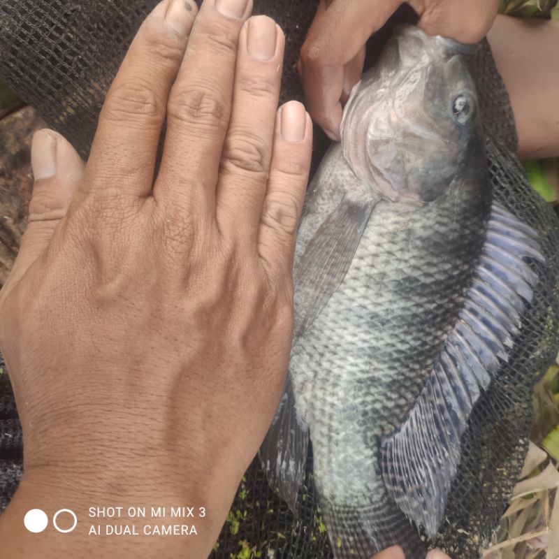 Jual ikan nila hitam segar (1kg) | Shopee Indonesia