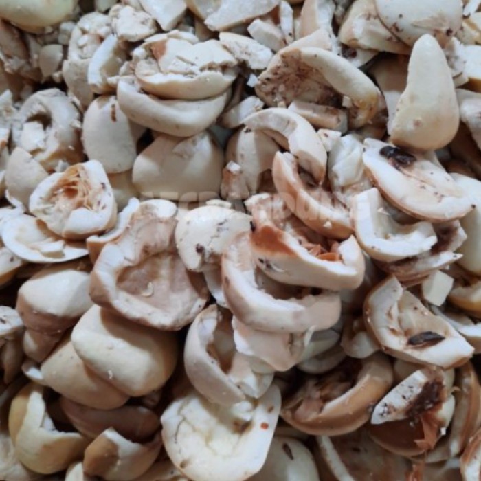 Harga Picung Muda Terbaru Oktober 2022 |BigGo Indonesia