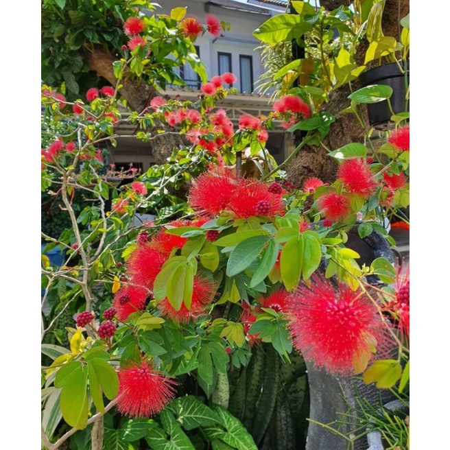 Jual tanaman bunga kaliandra lusiana merah tinggi 60-80cm tanaman ...