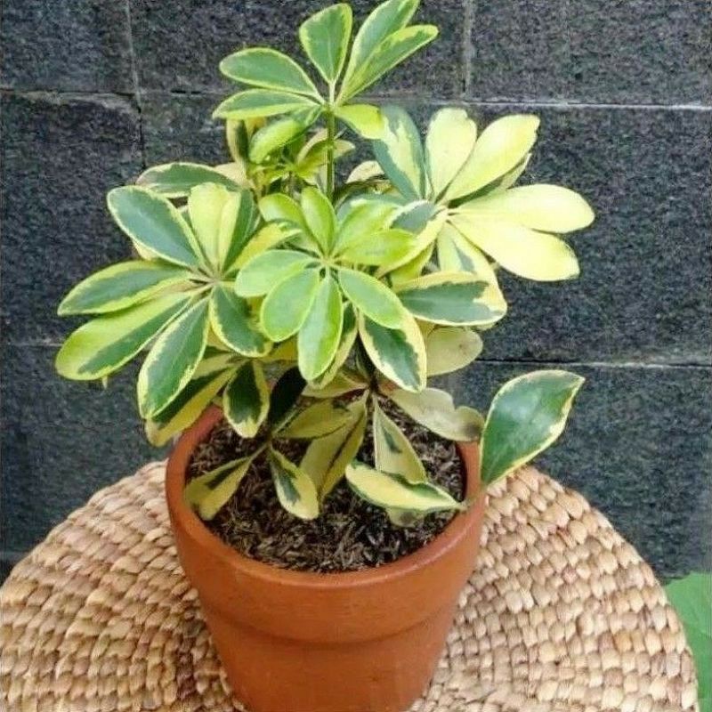 Jual ( BISA COD ) Tanaman Hias Walisongo Varigata & Walisongo Hijau / Pohon Hidup Walisongo ...