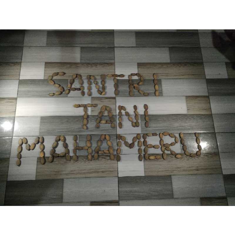 Jual Schizolobium Parahyba/Solobium/Pakis Brazil | Shopee Indonesia