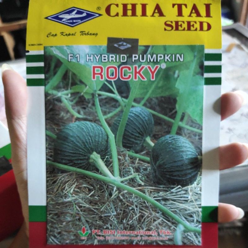 Jual Benih Waluh/Labu Rocky Cap Kapal Terbang 5 Gram. | Shopee Indonesia