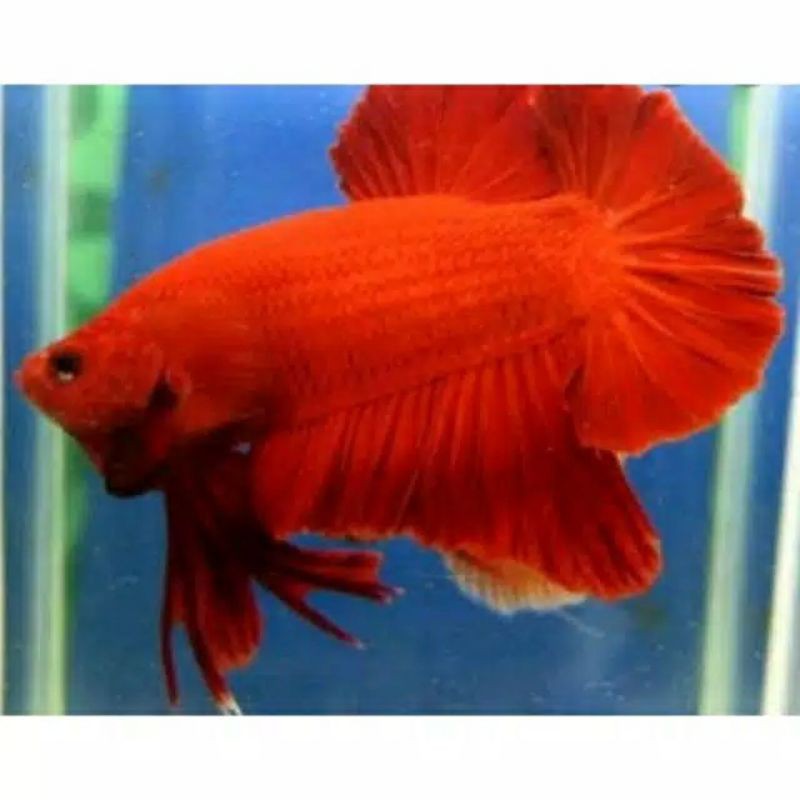 Jual Ikan cupang SUPER RED MALE | Shopee Indonesia