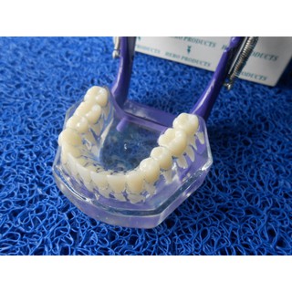 Jual Dental Study Model Hero Phantom Gigi Transparan Akrilik Indonesia ...