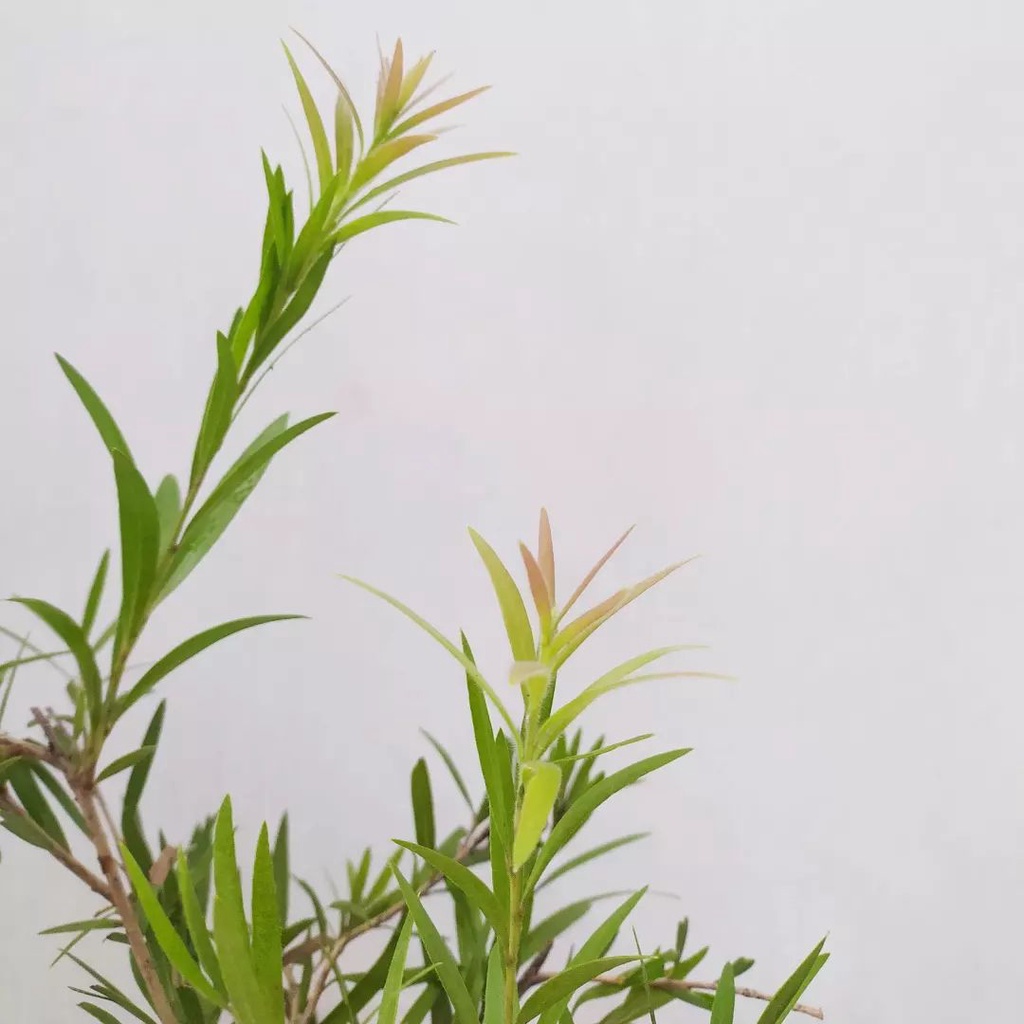 Jual Bibit Herbal Minyak kayu putih / Aromatik kayu putih / Eucalyptus ...
