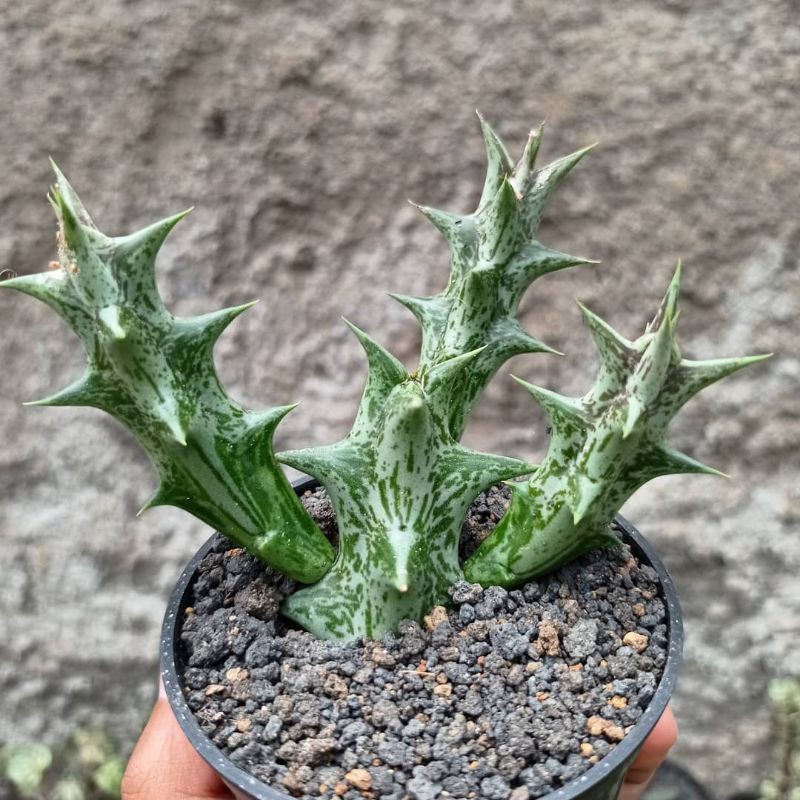 Jual huernia stapelia orbea dummeri KAKTUS SUKULEN TANAMAN HIAS ...